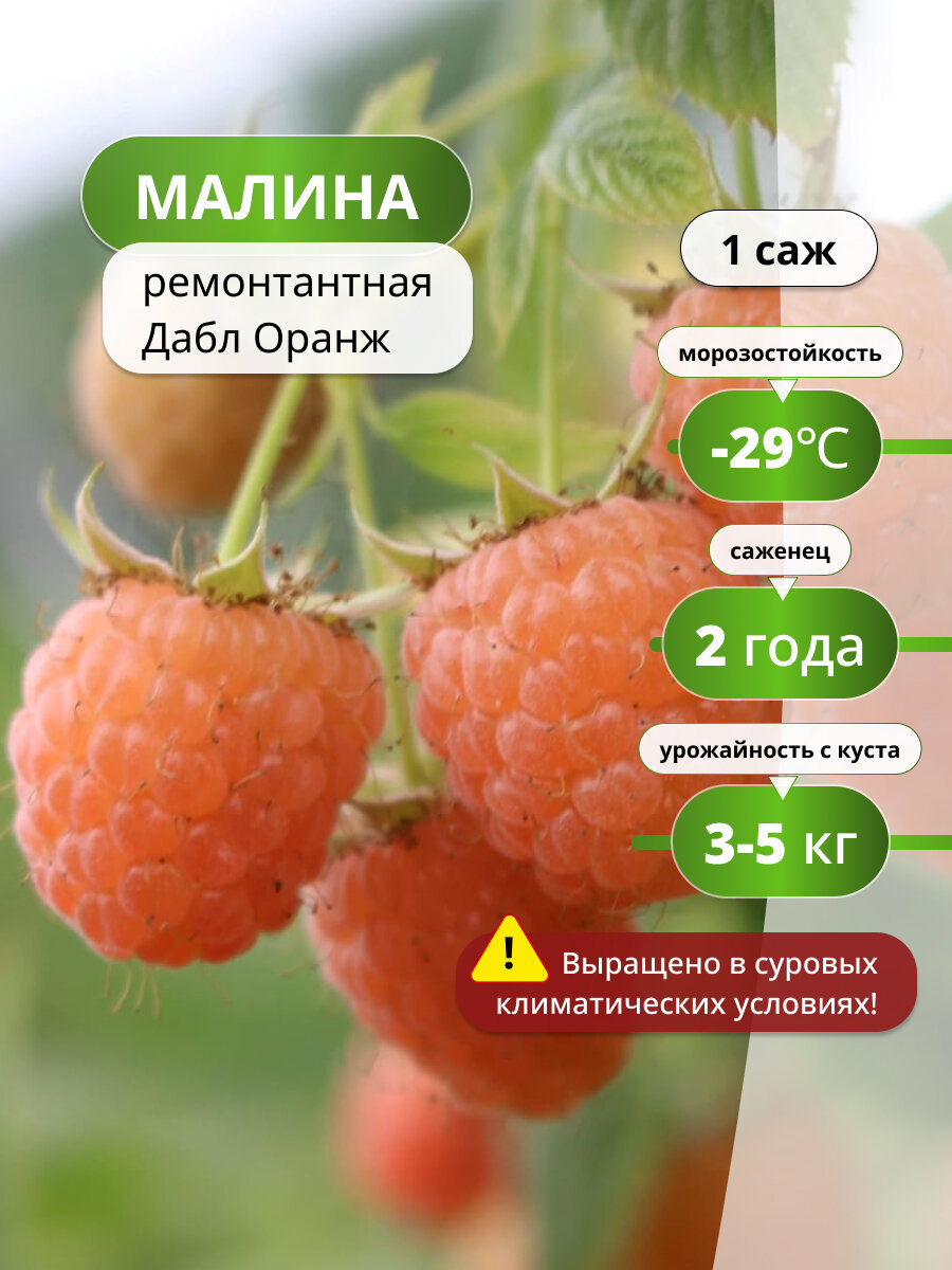 Малина ремонтантная Дабл Оранж / 2 шт, малины, морозостойкий, 3 – 5 кг с растения