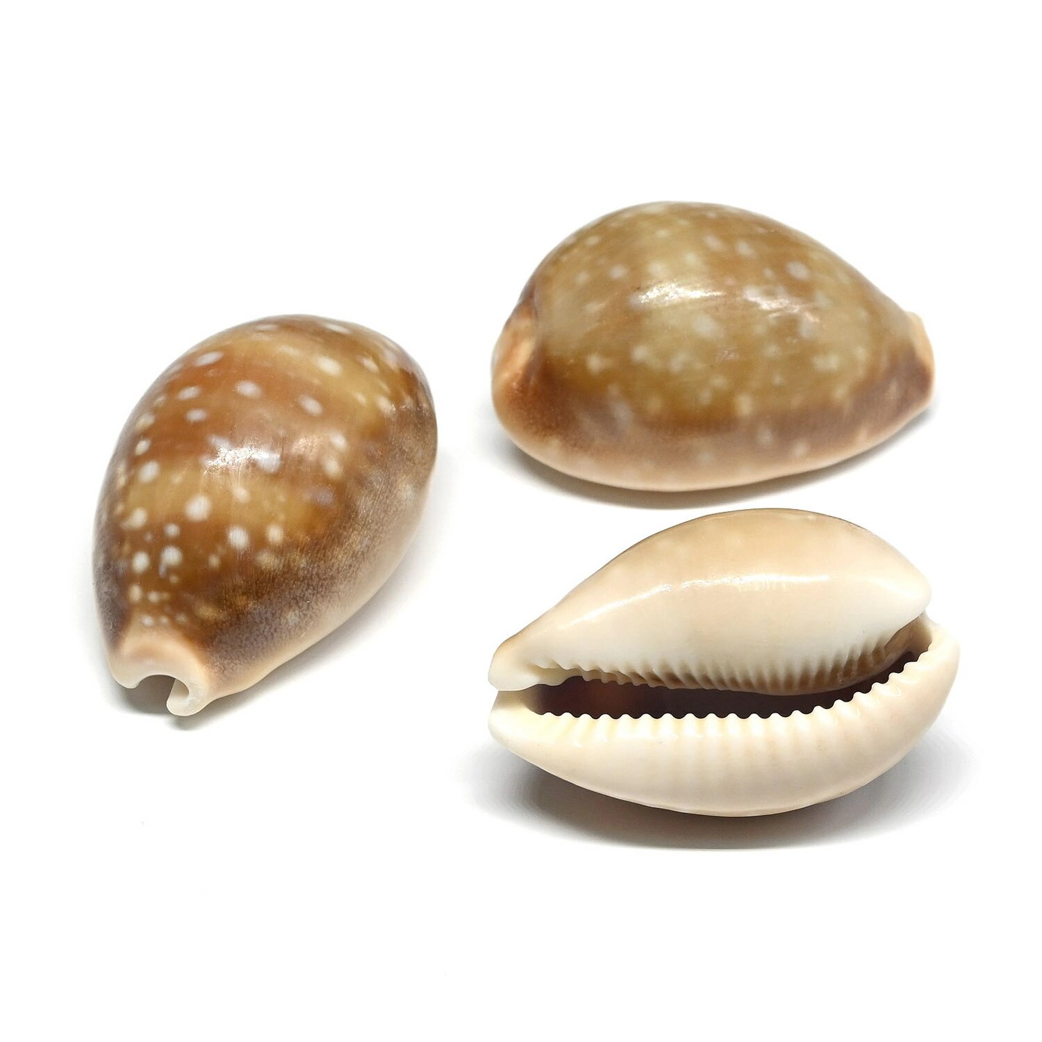 Ракушки Ципрея Вителлус в натуральном цвете 35*25*20мм, 3 ракушки .