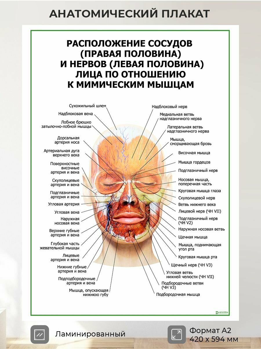 Обучающий медицинский плакат ламинированный формат А2 Расположение сосудов и нервов лица по отношению к мимическим мышцам