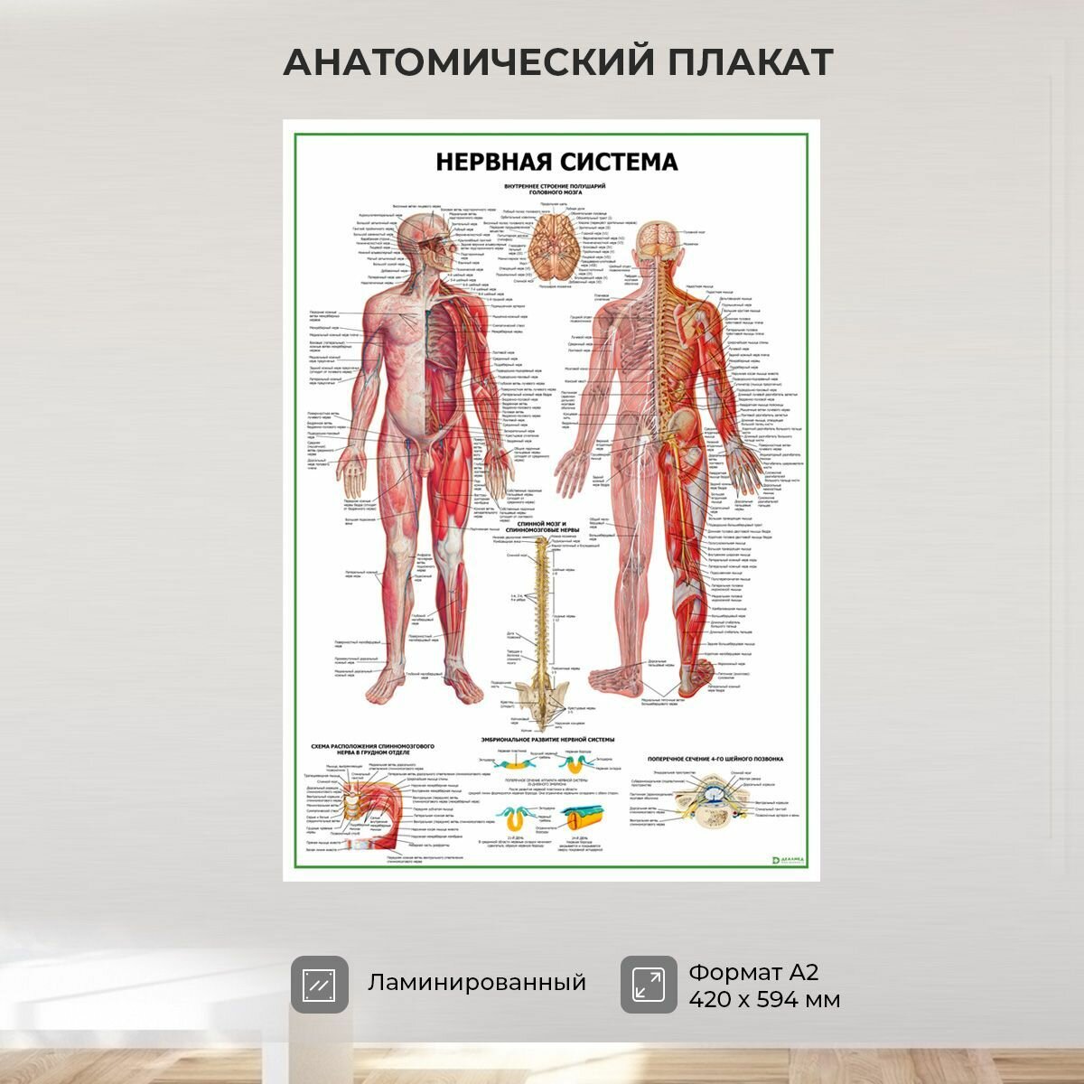 Обучающий медицинский плакат Нервная система человека А2