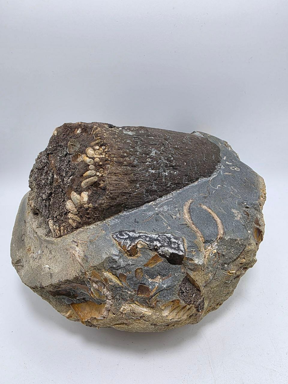 Окаменелое дерево 198 мм, 4360 г.