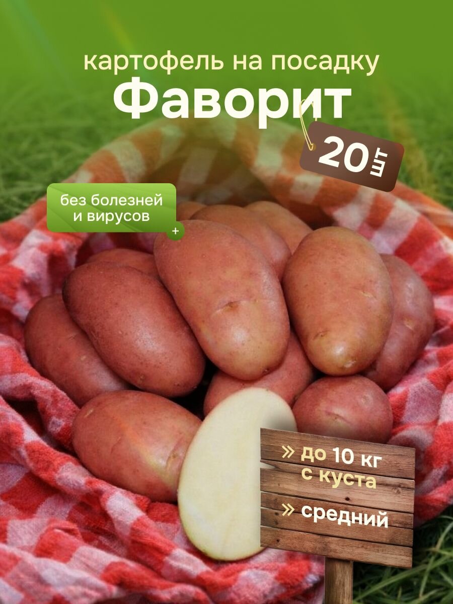 Семенной картофель на посадку Фаворит 20 шт (средний)