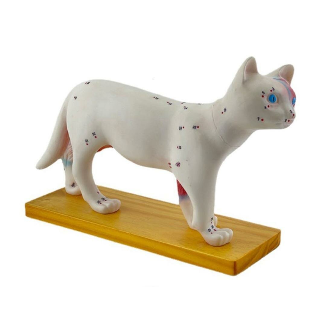 Модель анатомии кота для акупунктуры