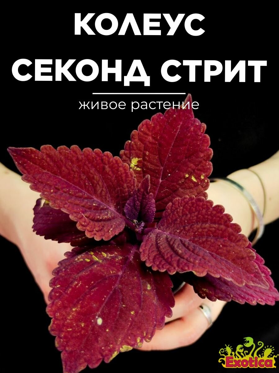 Колеус Секонд Стрит (Coleus Second Street) D6см, домашнее растение
