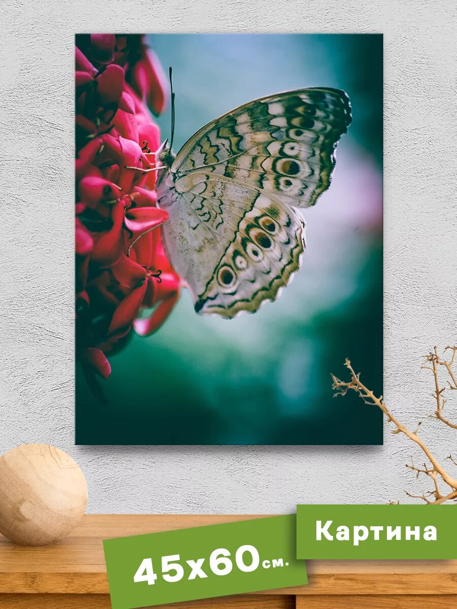 Картина на стену на холсте Бабочка Павлиноглазка