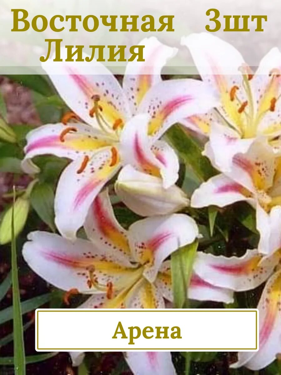 Лилия Восточная махровая, многолетние цветы, луковицы 3 шт
