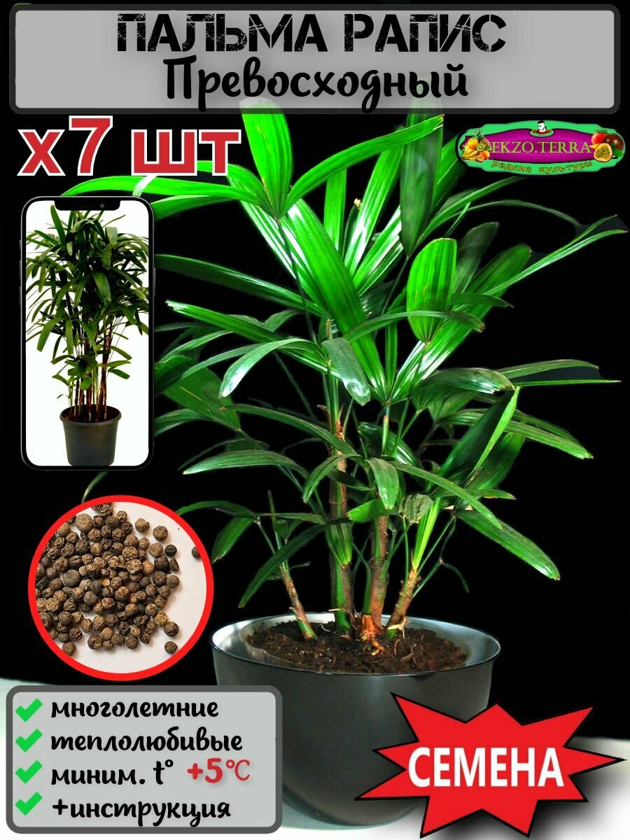 Семена Пальма Рапис Превосходный 7 шт.
