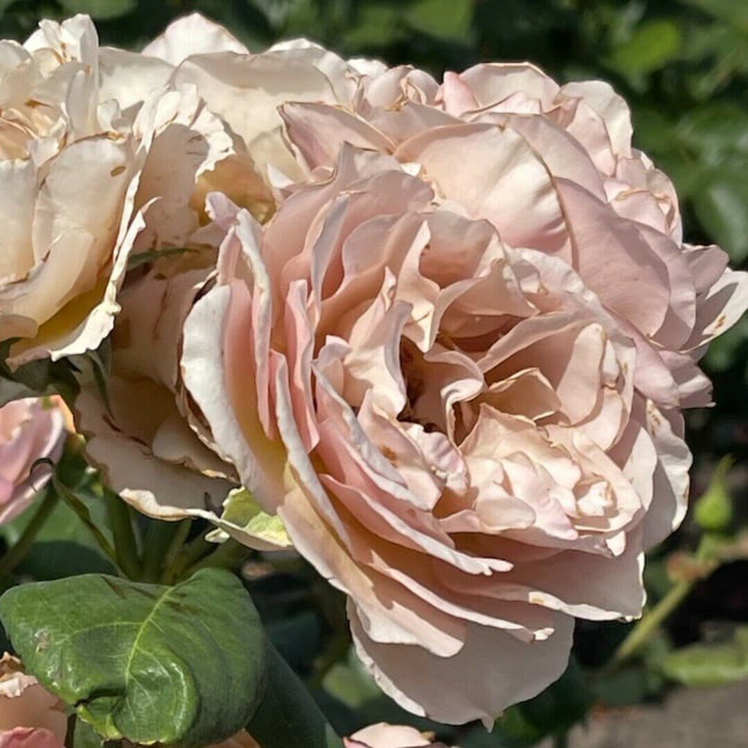 Роза чайно-гибридная Кафе Латте (Cafe Latte) / 2 шт, ароматный сорт