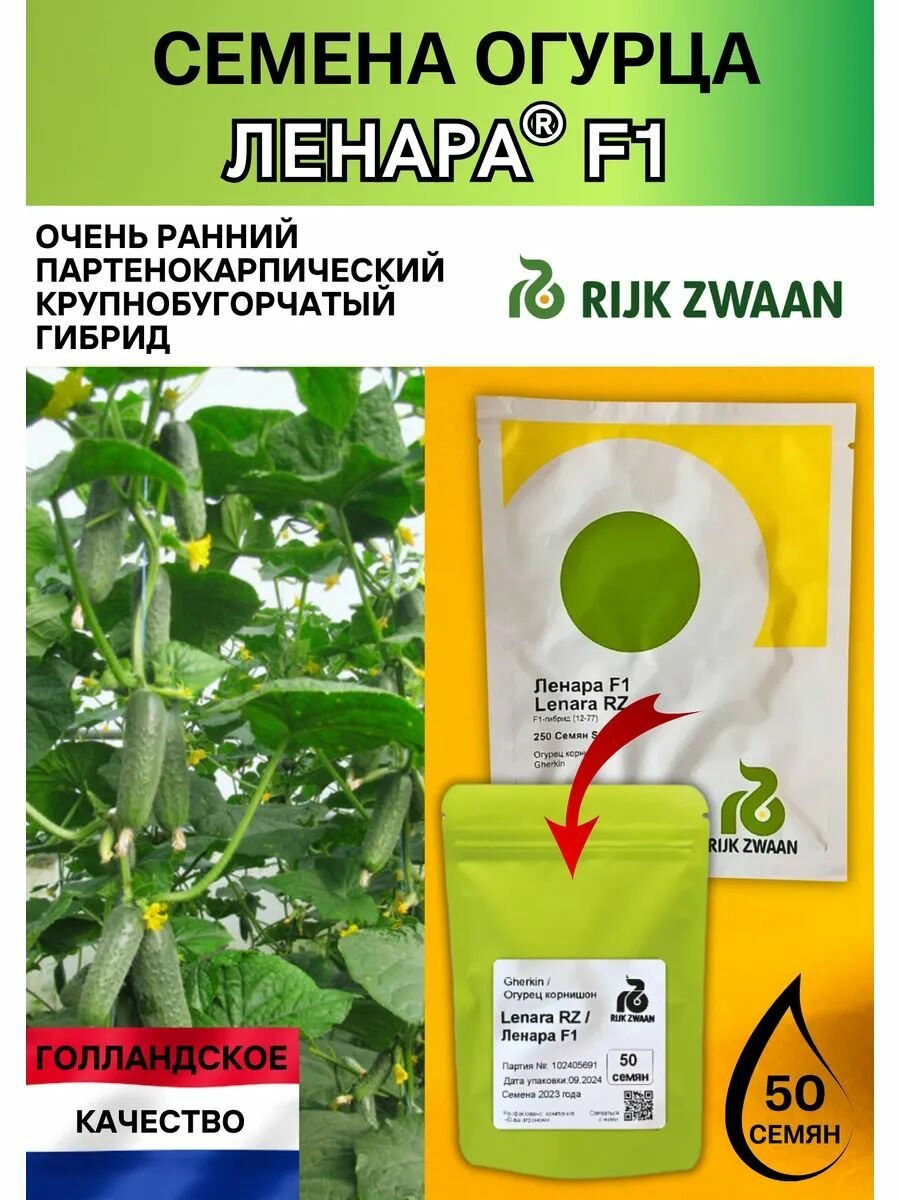 Семена огурца Ленара F1 50 штук Rijk Zwaan, профессиональные семена