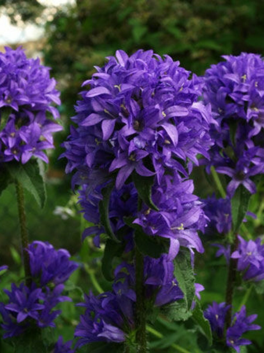 Колокольчик скученный Фрея