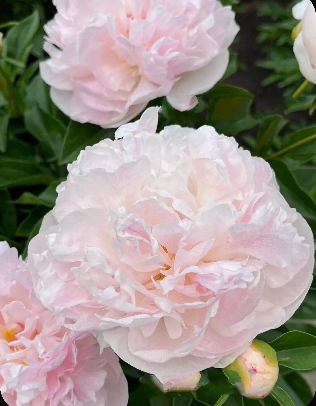 Пион «Владимир Дубров» (Paeonia Vladimir Dubrov)