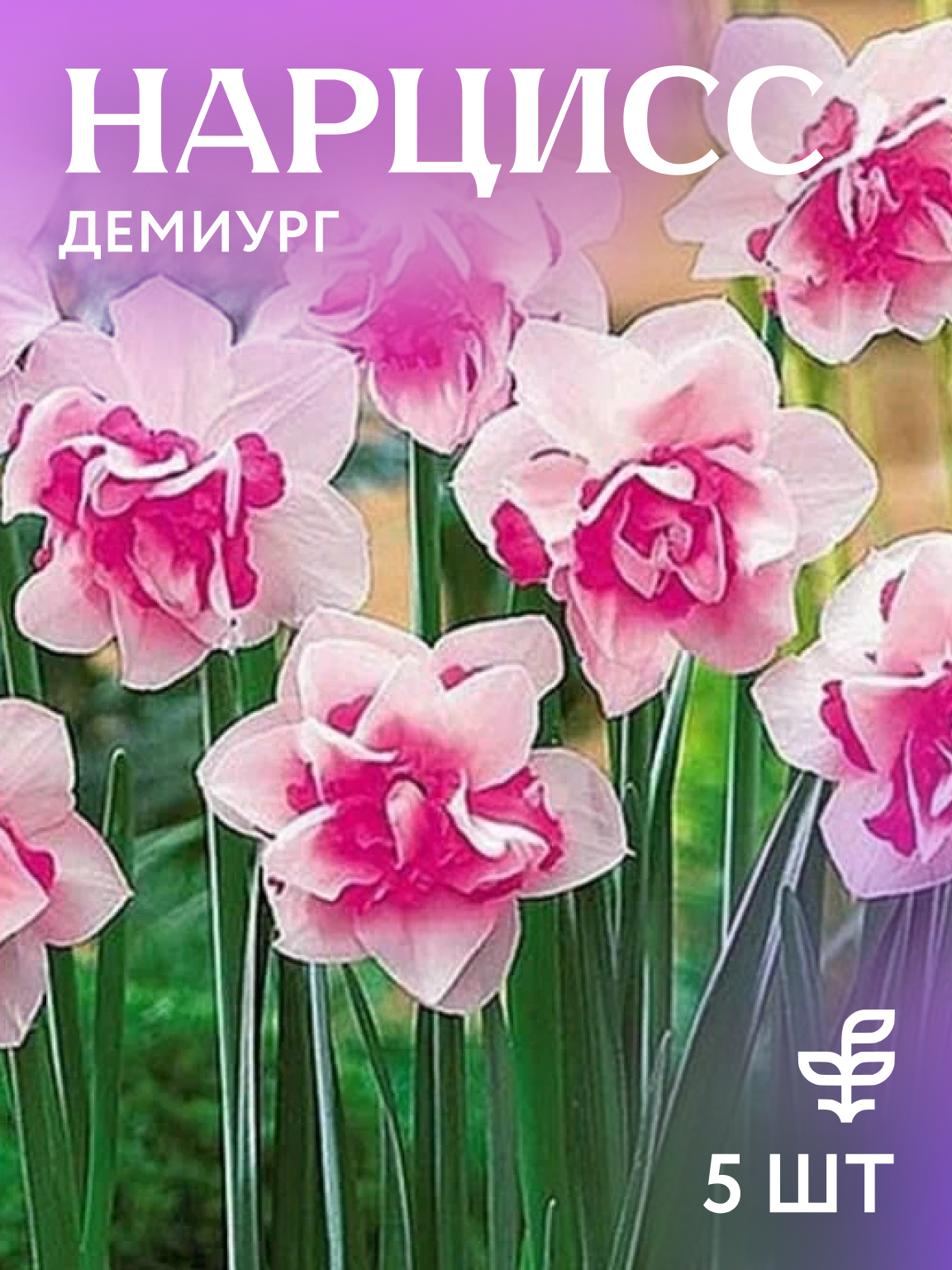 Нарциссы луковицы для посадки