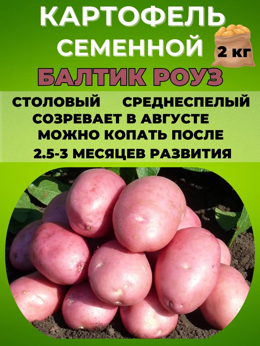 Картофель семенной на посадку, 2 кг