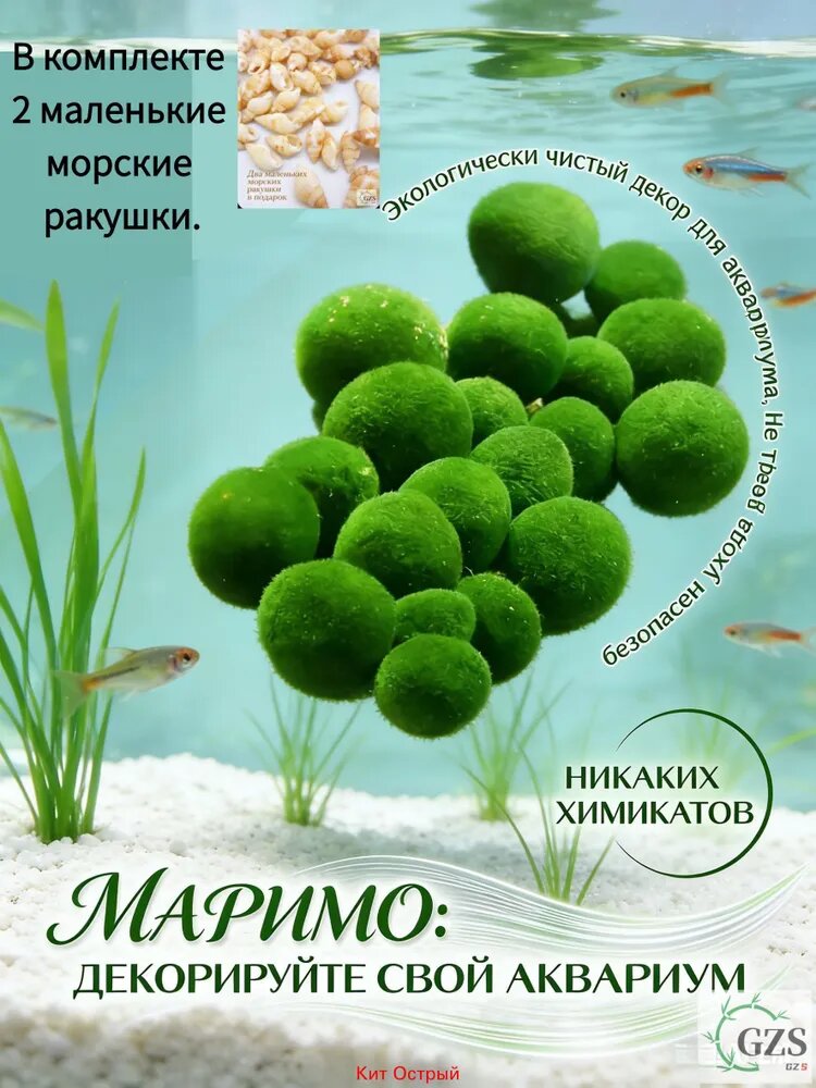 Живые водоросли 5 шт с круглым прозрачным сосудом для аквариума и флорариума