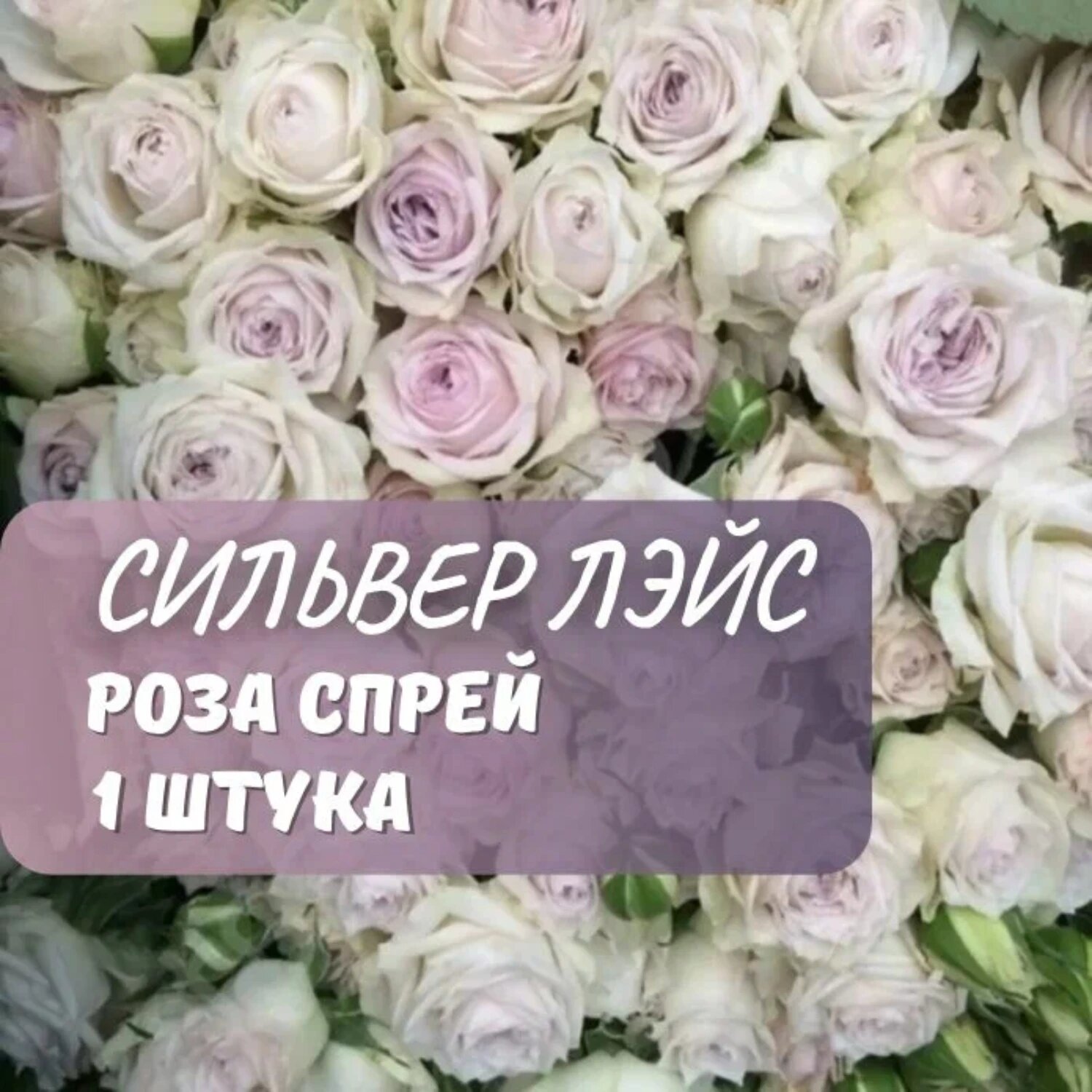 Роза спрей "Сильвер Лэйс", многолетняя, высота 30-50 см, ЗКС, 1,5 года
