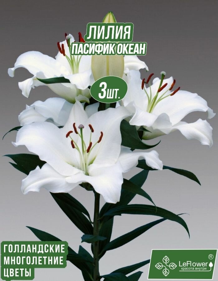 Лилия Луковица, Пасифик Осеан 3 шт