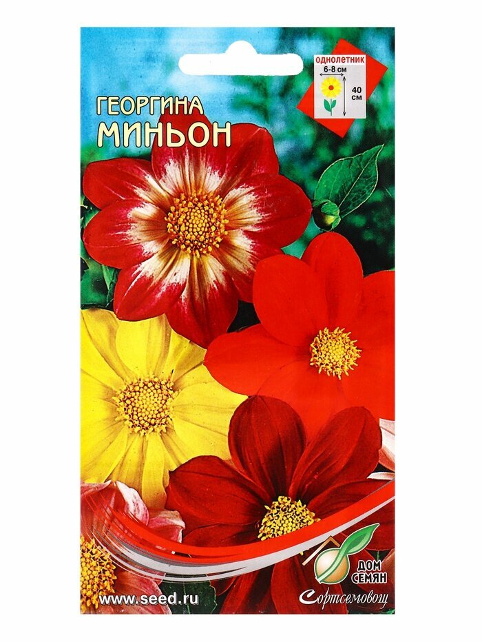Семена цветов Георгина «Миньон» смесь, 15 шт, «Дом семян»