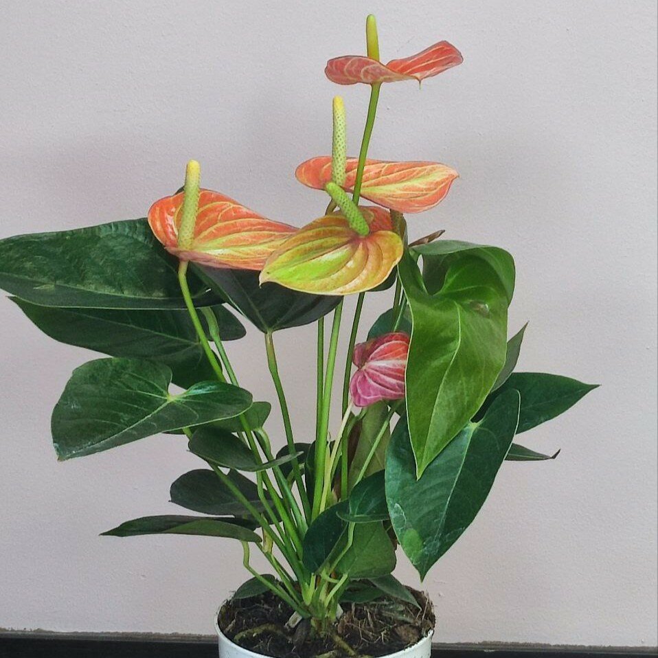 Комнатное растение Антуриум