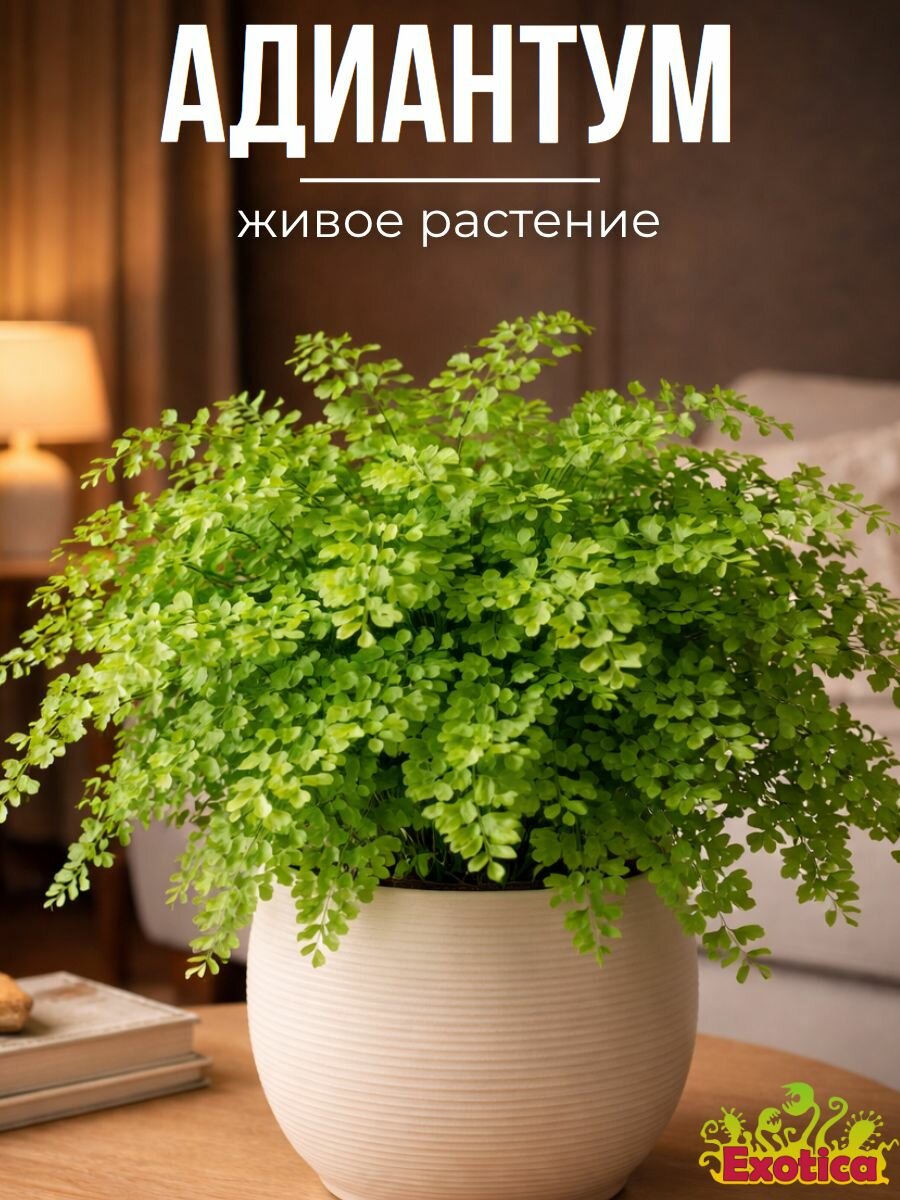 Адиантум Фриц Лутц, или Ажурный Папоротник (Adiantum Fritz-luthi) D8,5см, живое растение