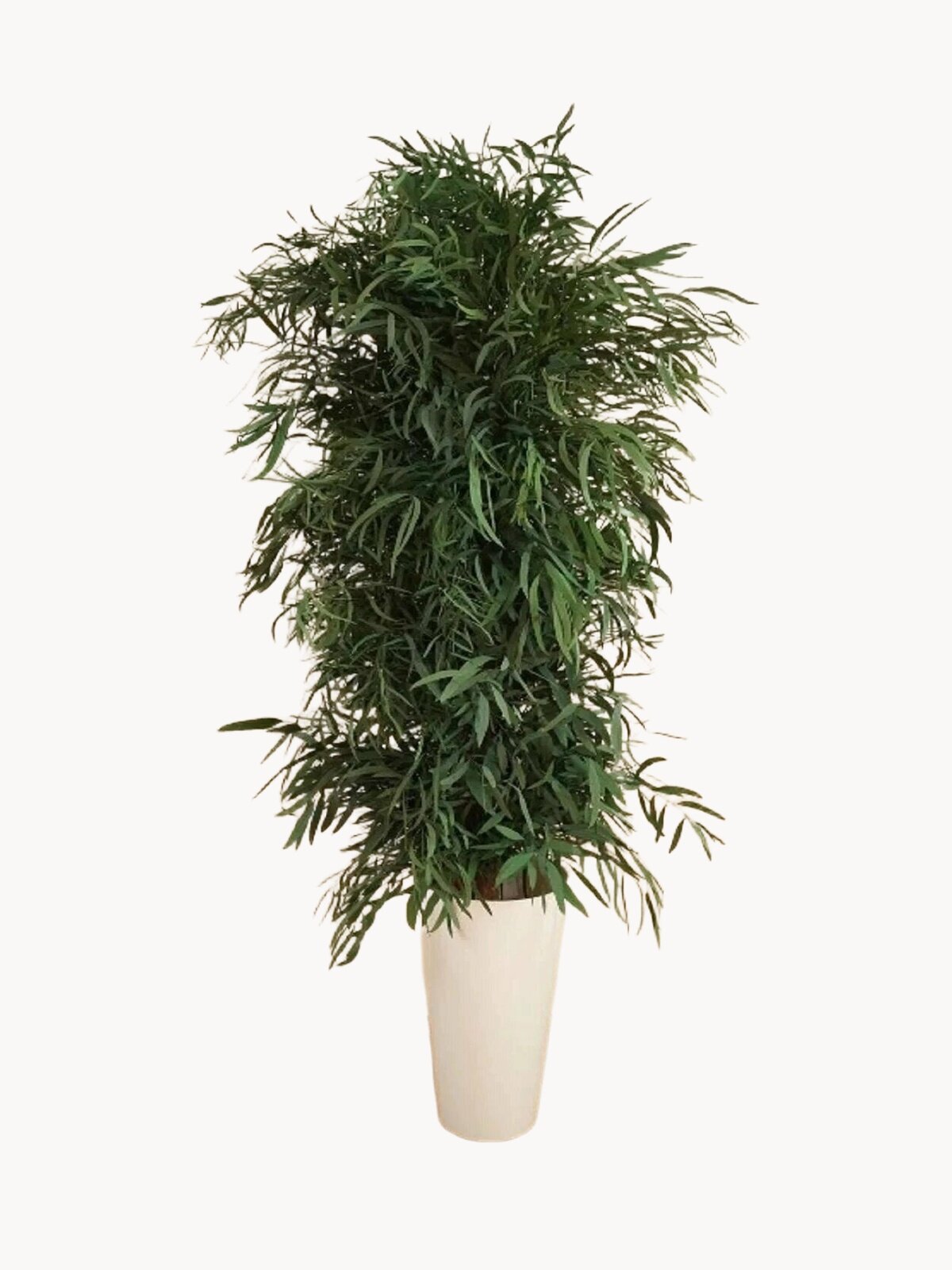 Эвкалипт комнатный, семена