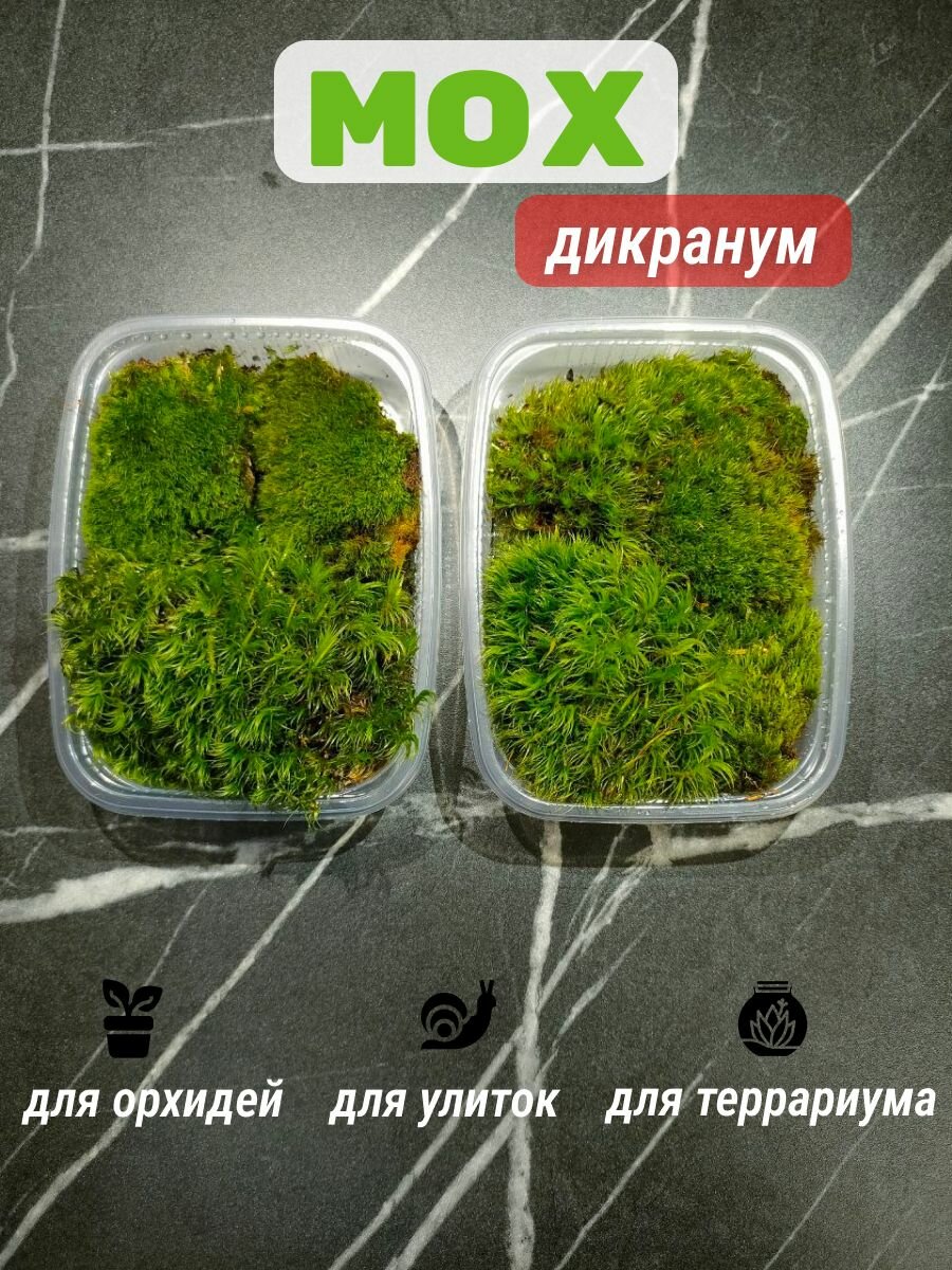 Мох дикранум для орхидей, флорариумов