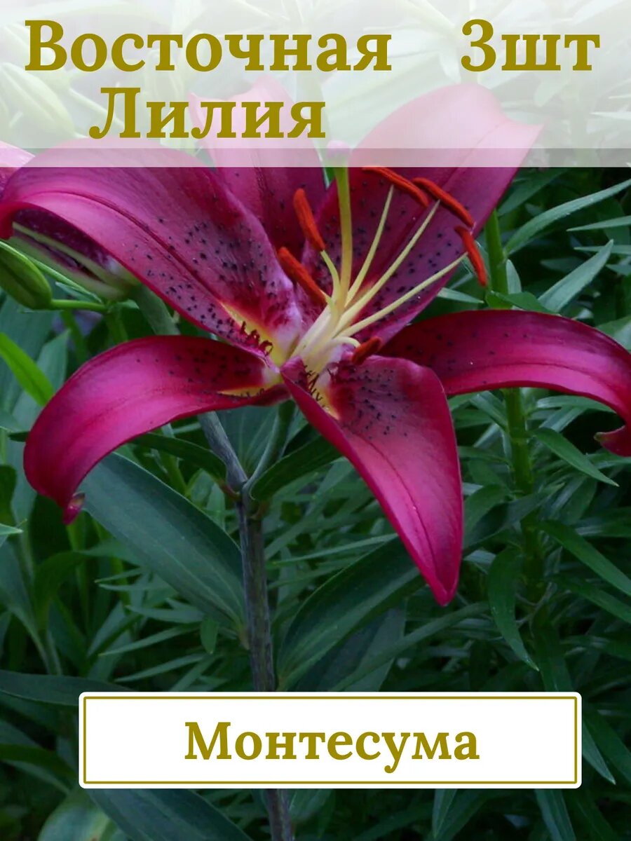 Лилия Восточная махровая, многолетние цветы, луковицы 3 шт