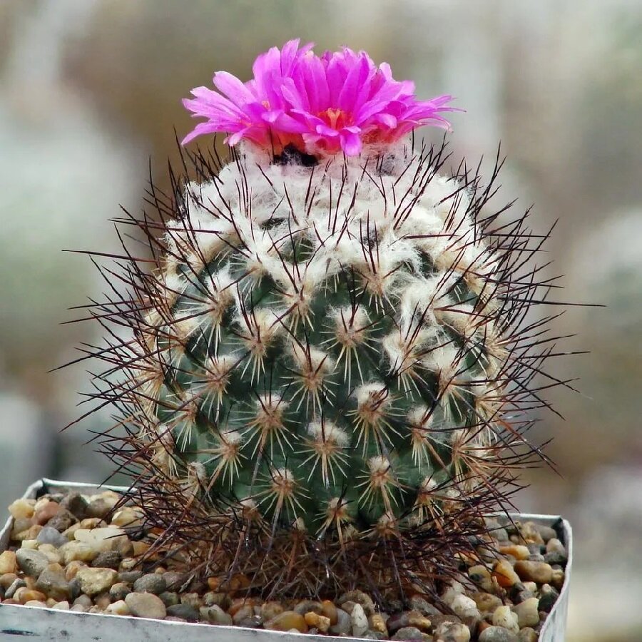 Семена Деодар Кактус Gymnocactus viereckii L-1159, 10 шт.