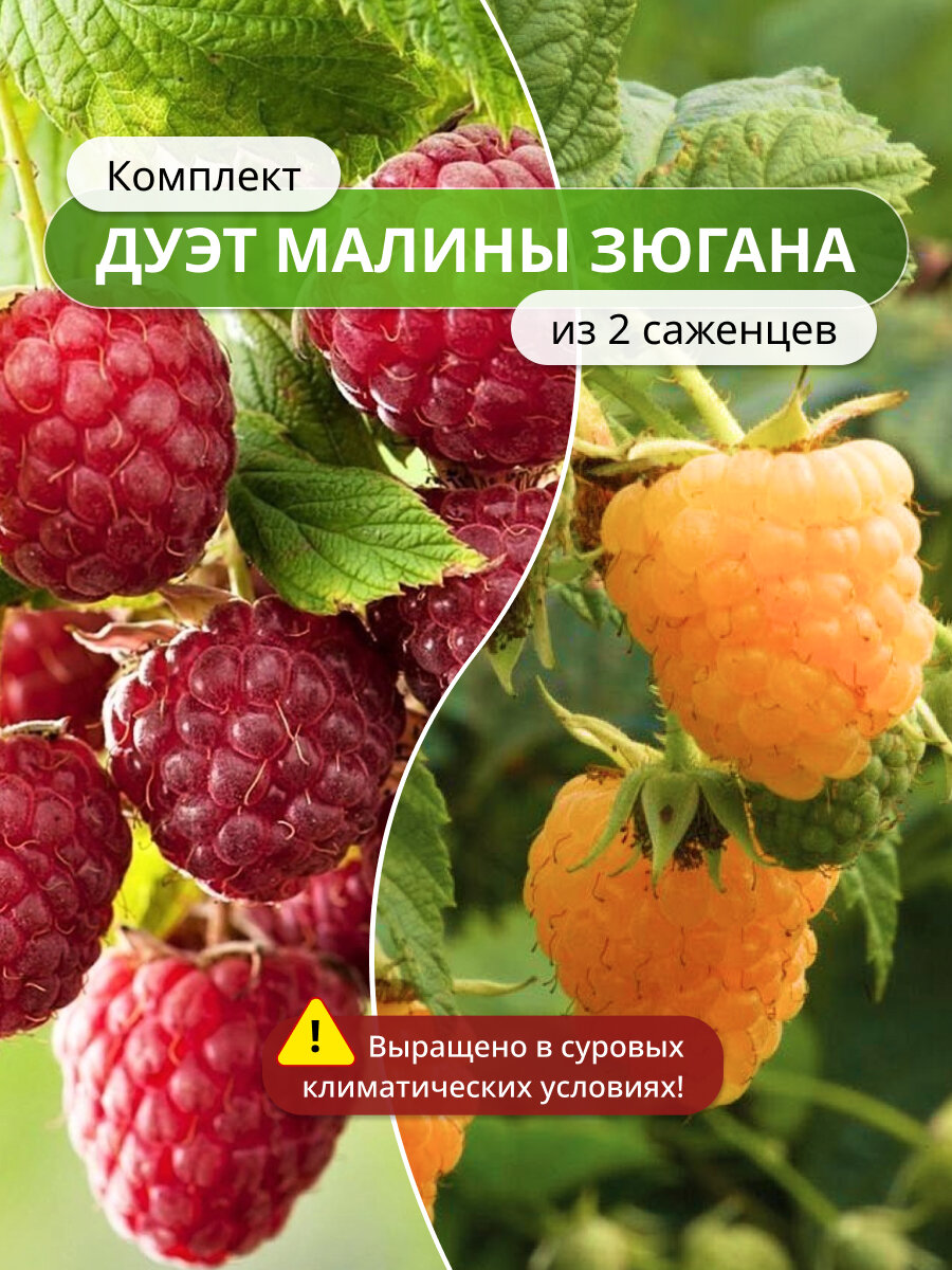 Комплект "Дуэт малины Зюгана" из 2 , красный, желтый, ремонтантный сорт, 2 шт