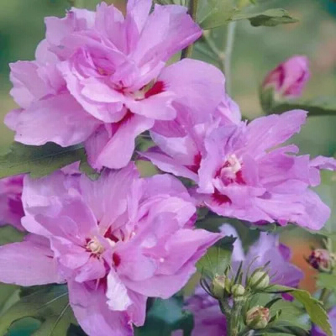 Гибискус сирийский "Арденс" (Hibiscus syriacus Ardens) / 1 шт