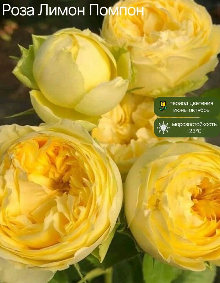 Роза Лимон Помпон