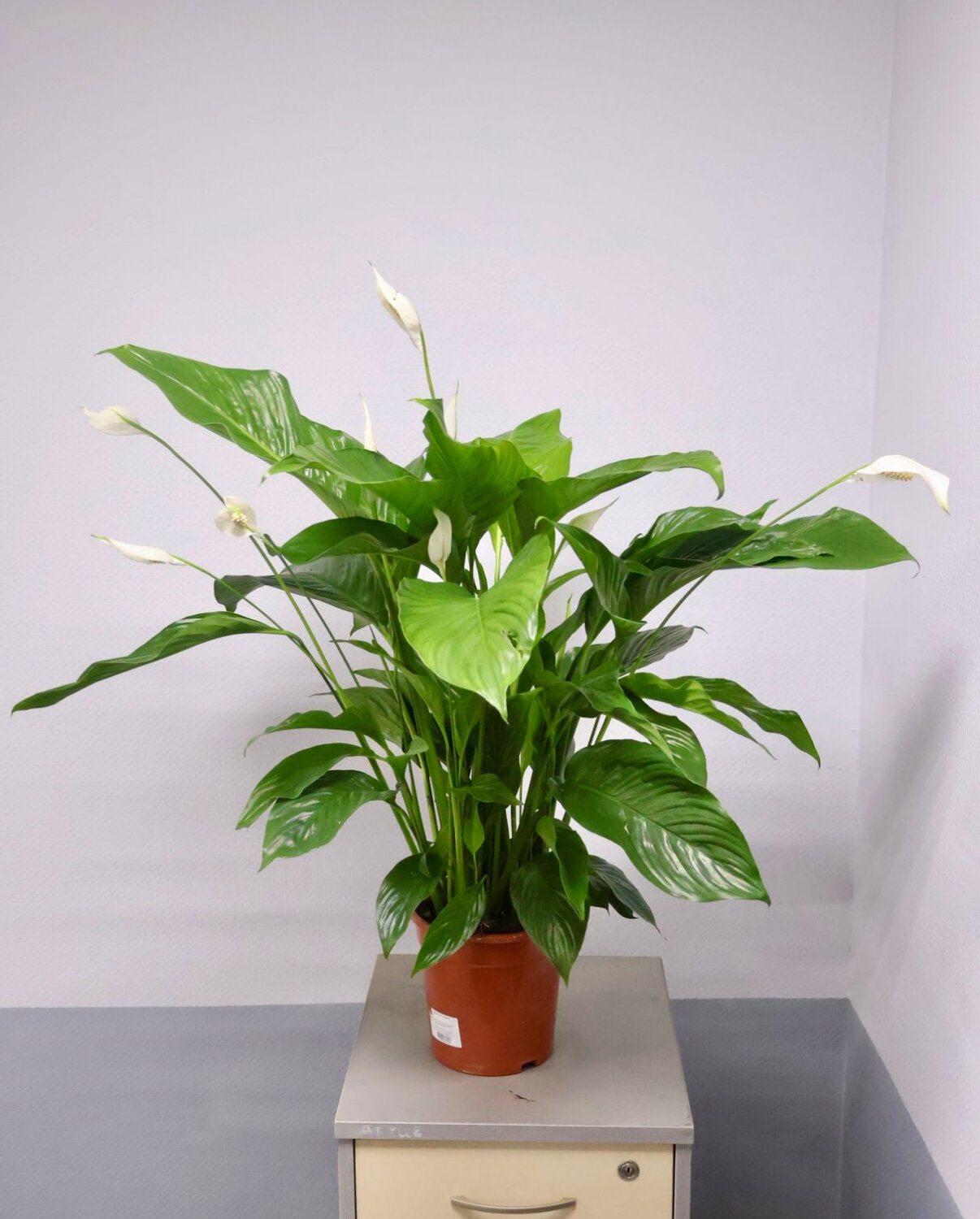 Спатифиллум 24/100