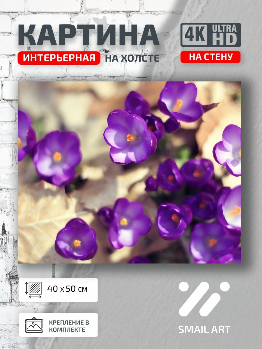 Картина на холсте интерьерная 40 на 50 на стену Фиолетовые Mood для кабинета атмосфера