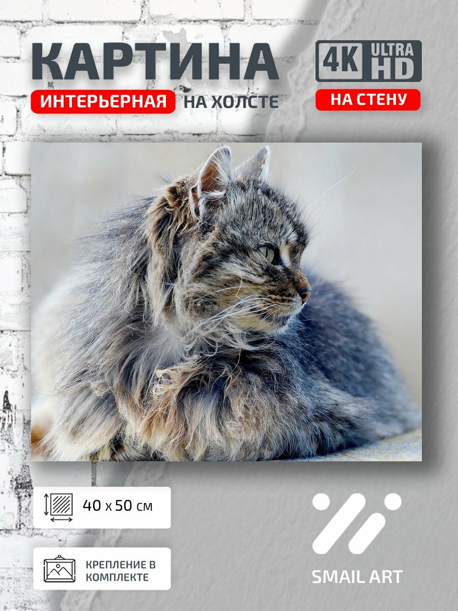 Картина на холсте интерьерная 40 на 50 на стену Усы Animal для спальни animal style декор