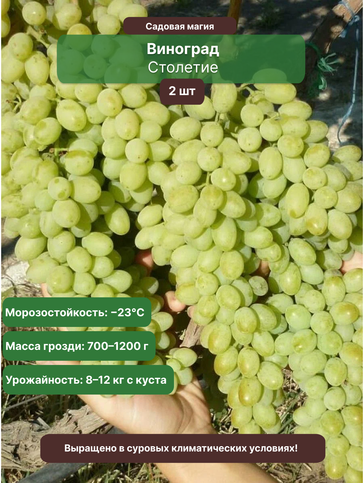 Виноград Столетие / 2 шт, без косточек, раннеспелый, крупные грозди