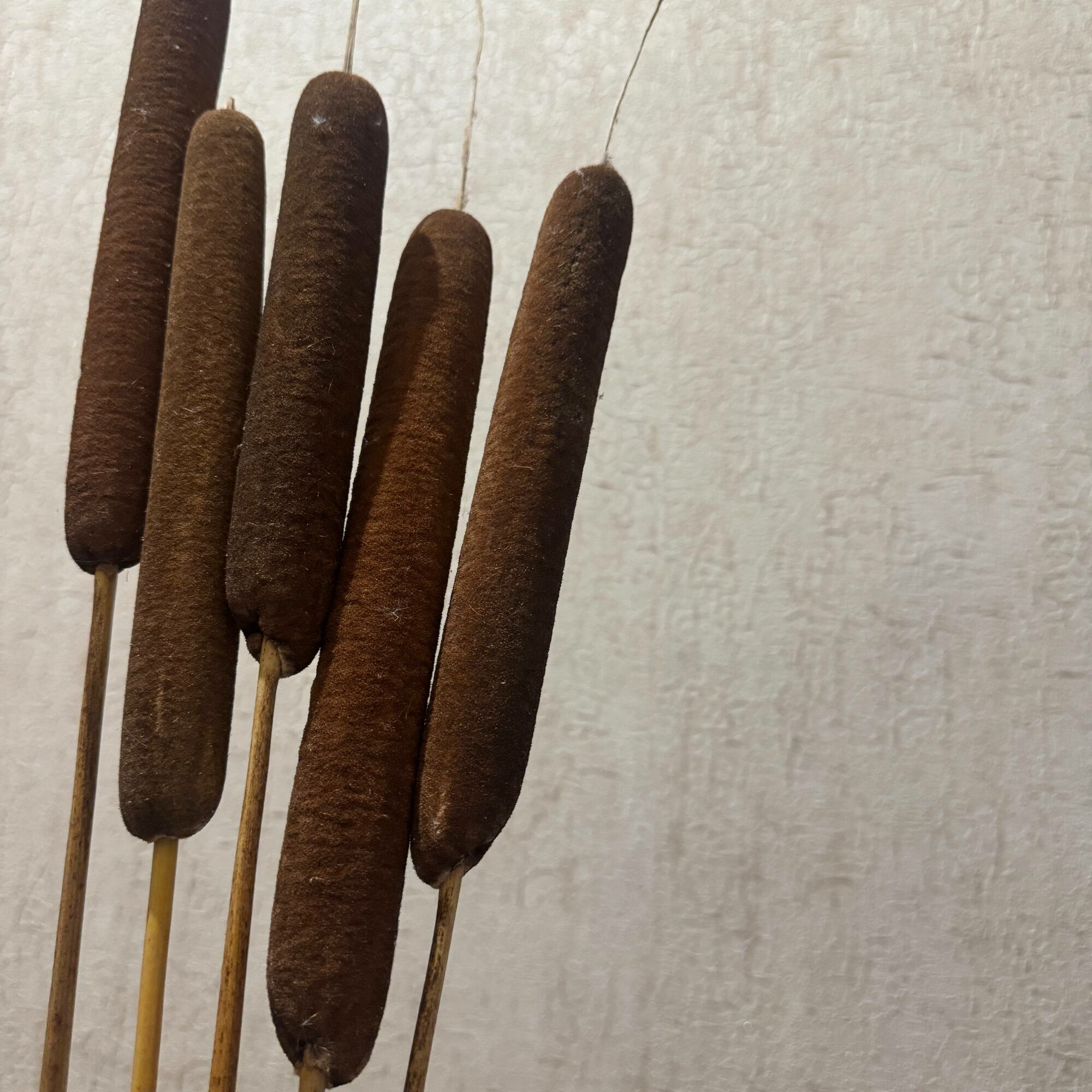 Рогоз (камыш) 3 шт. натуральный сухоцвет 70-80 см, початок 2-3см.