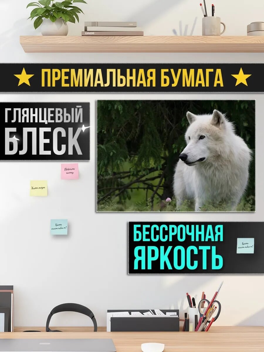 Плакат постер Белый волк — фото 1