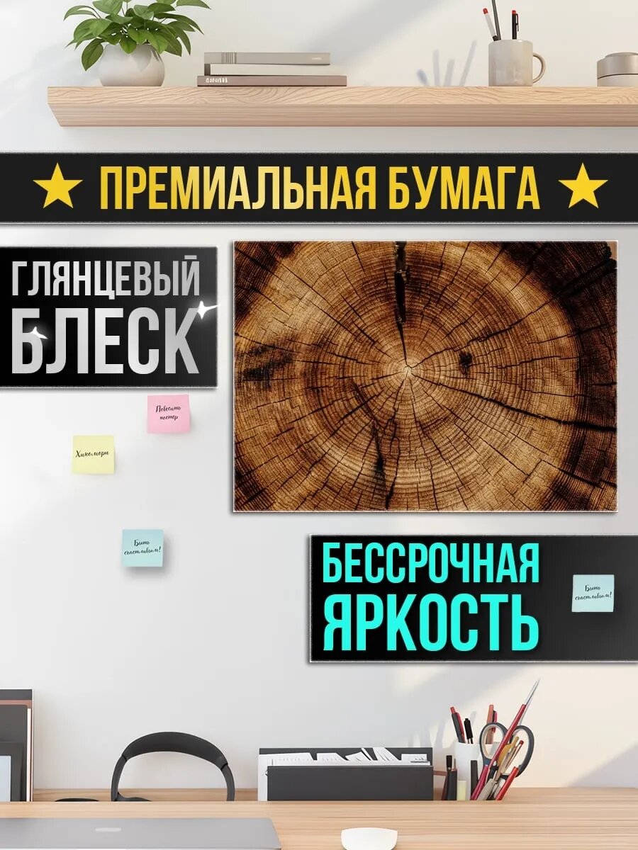 Плакат постер срез дерева — фото 1