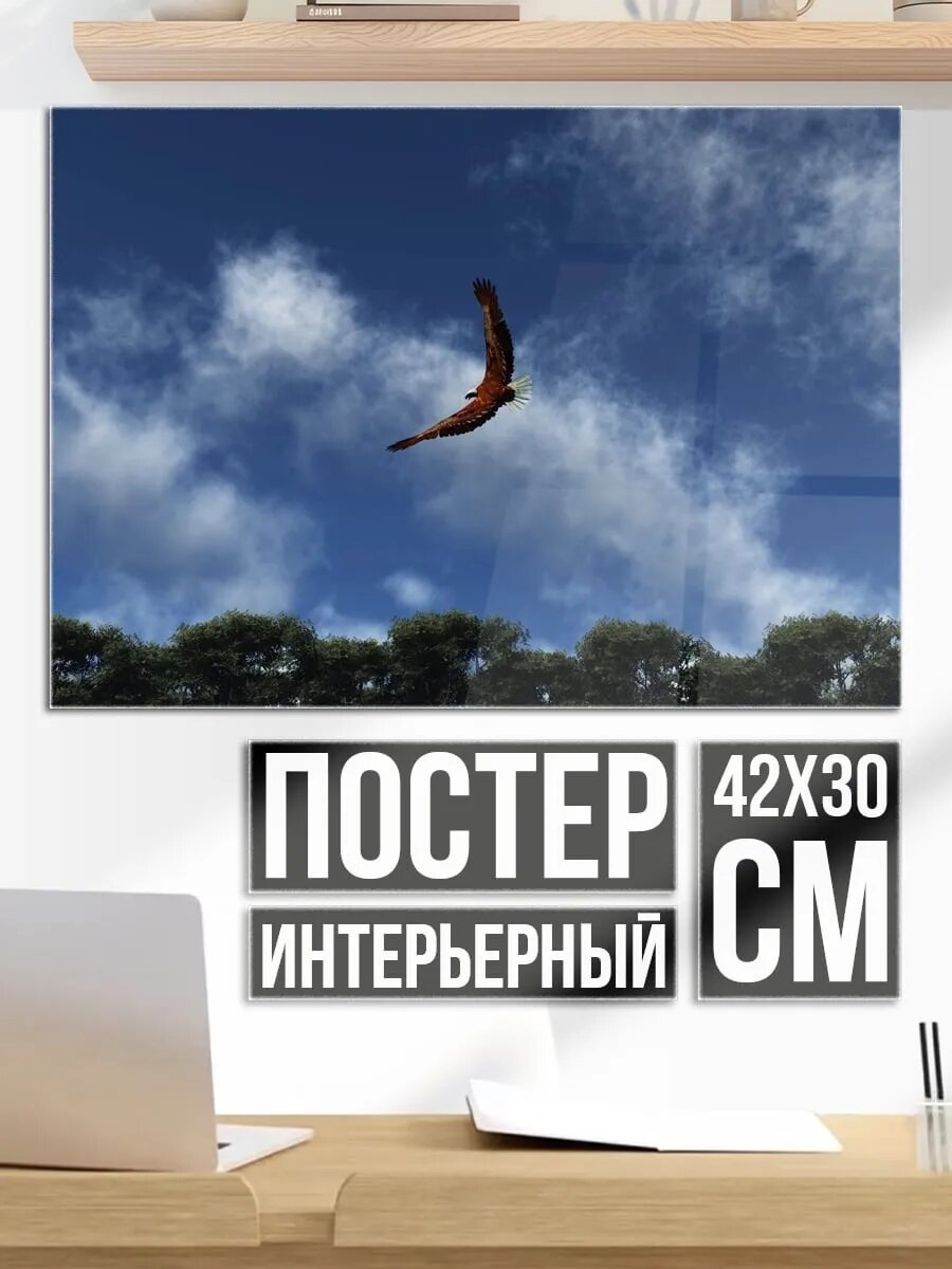 Плакат постер Орел в небе