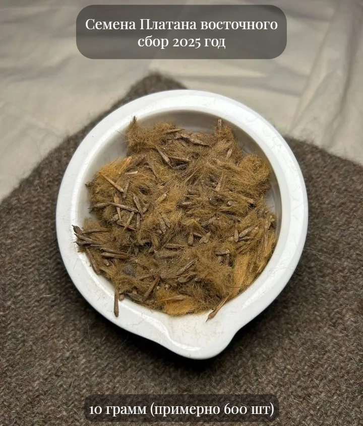 Семена Платана восточного, 10 грамм (примерно 600 шт)