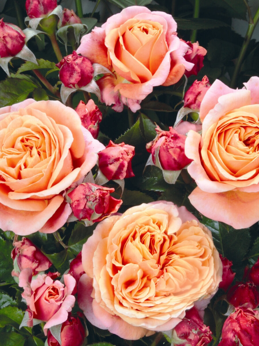 Роза чайно-гибридная "Мэри Энн", многолетняя, ЗКС, 30 см, 2 шт