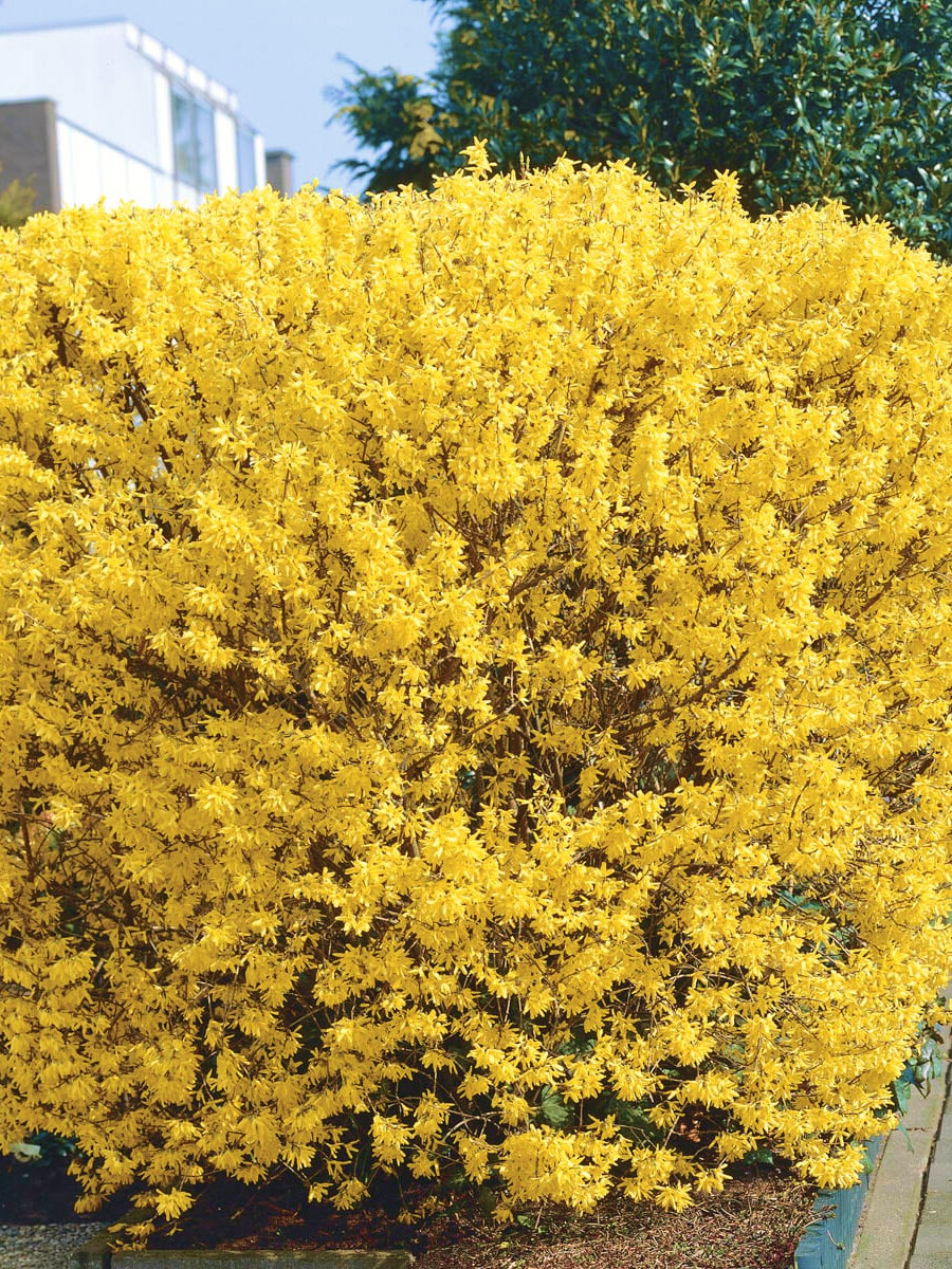 Форзиция Линвуд Голд (Forsythia intermedia Lynwood Gold) / многолетник