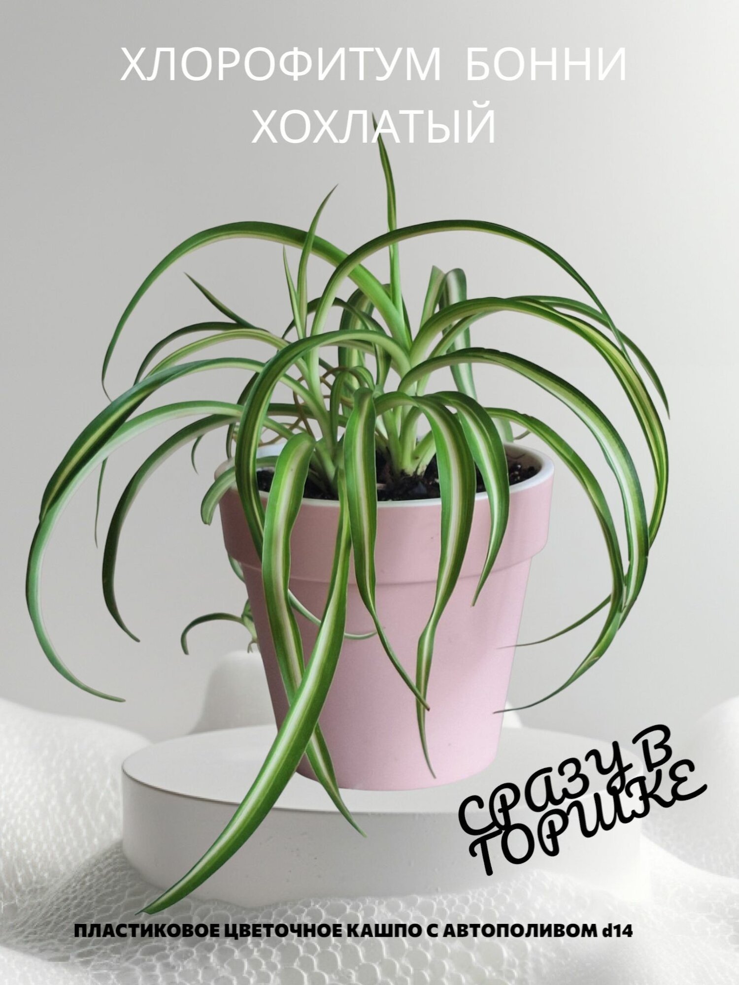 Хлорофитум Бонни Хохлатый Chlorophytum Bonnie в горшке d14