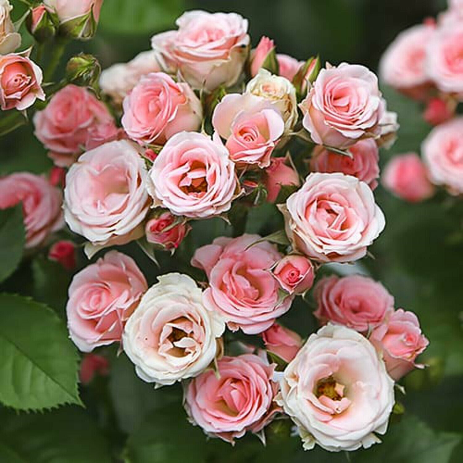 Роза спрей Лидия (Lidia) / 1 шт, теневыносливый, непрерывноцветущий сорт