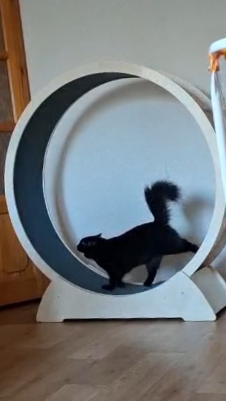 Колесо беговое для кошек Ляпота для кота, дерево, диаметр 120 см, бежевое