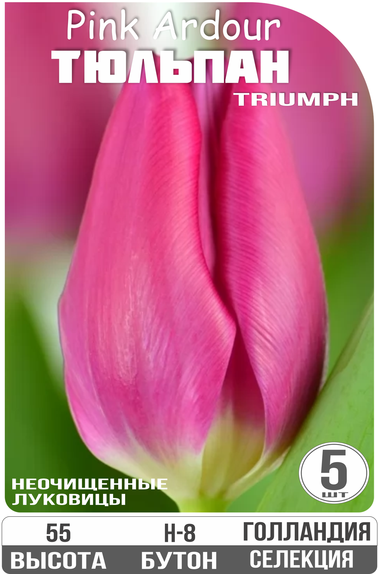 Луковицы тюльпана "Pink Ardour", неочищенные, 5 штук, розовые, высота до 55см. многолетние Eywa