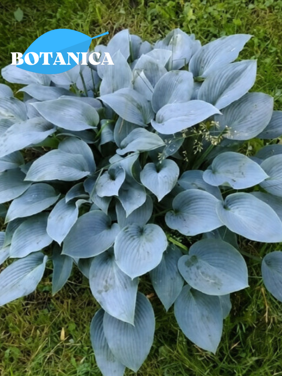 Луковицы цветов, botanica garden , Хоста Блю Кадет ( 1 корень )