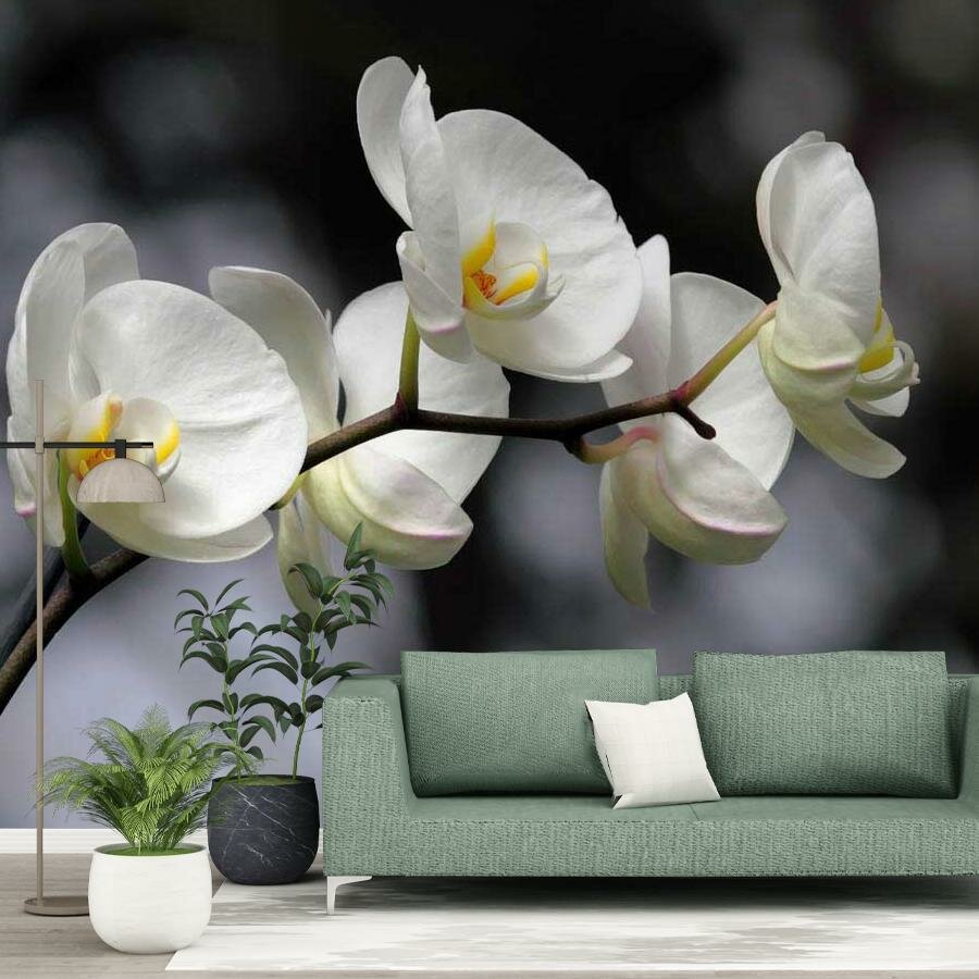 Фотообои Веточка белой орхидеи на сером фоне 10-196-S-Флок 270 x 200 см (ВхШ) Бесшовные, флизелиновые, влагостойкие обои