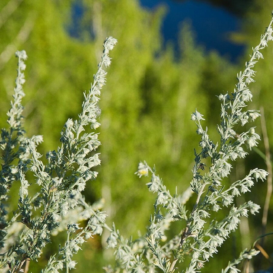 Семена Deodar SEEDS COMPANY Полынь холодная 200 шт.