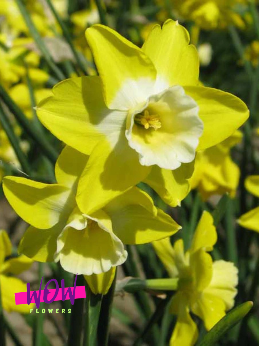 Луковицы цветов , WOW FLOWERS , Нарцисс Хиллстар ( 3 штуки ) желто-белый