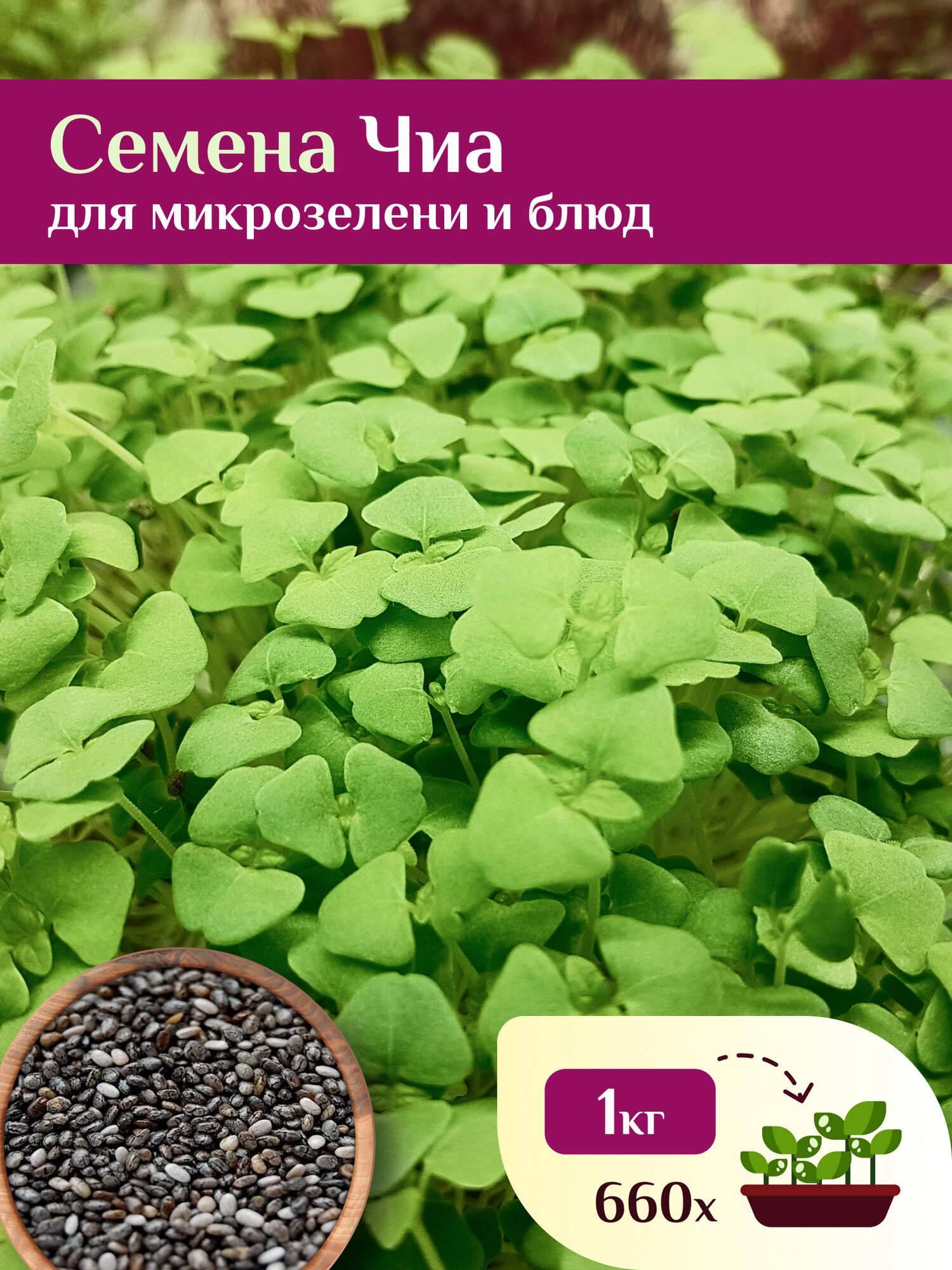 Семена Чиа для микрозелени и блюд, Ильинские проростки 1кг